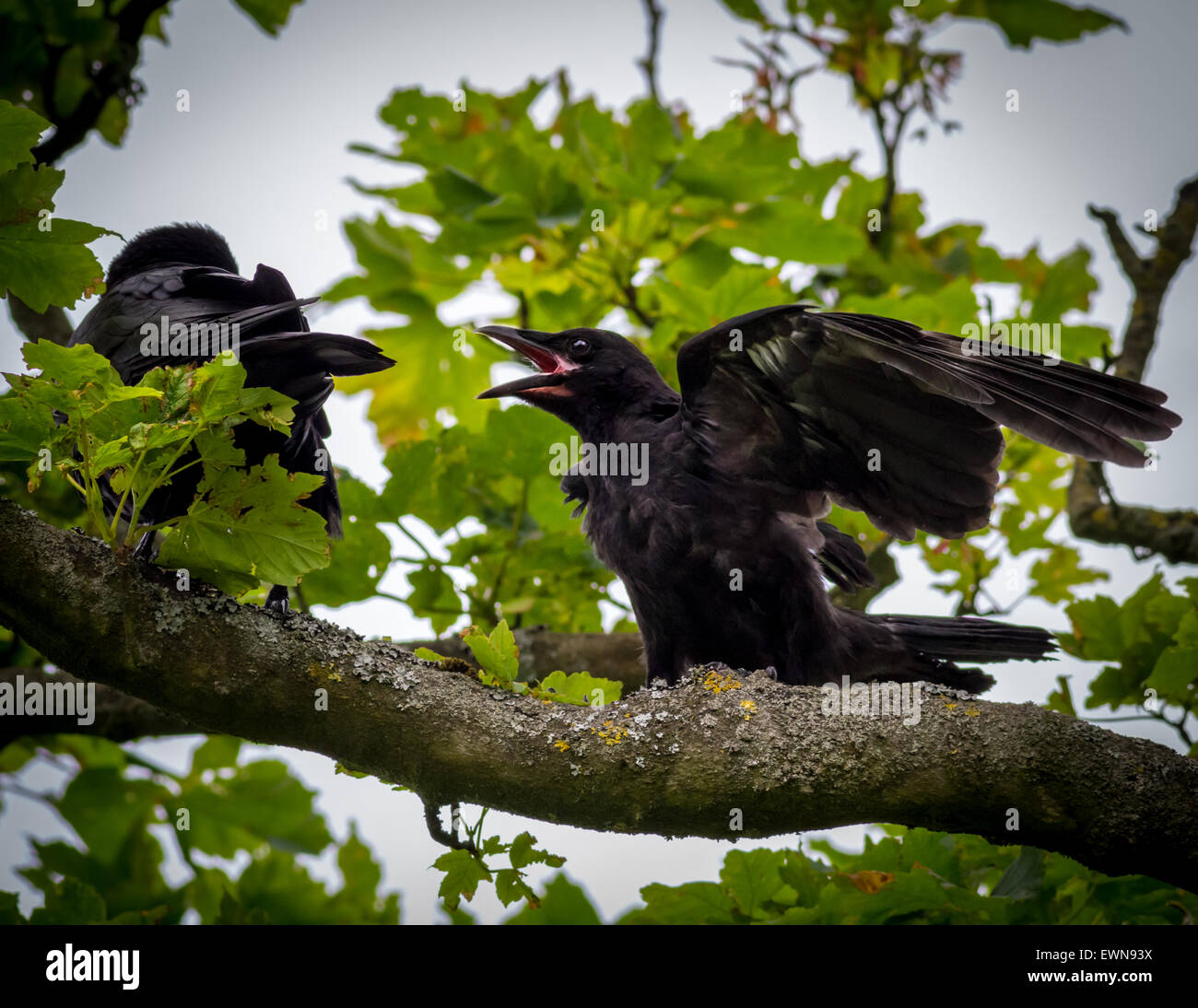 Juvenile crow hi-res stock photography and images - Alamy