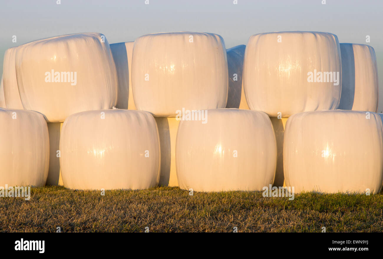 Wrapped Silage Bales Stock Photo - Alamy