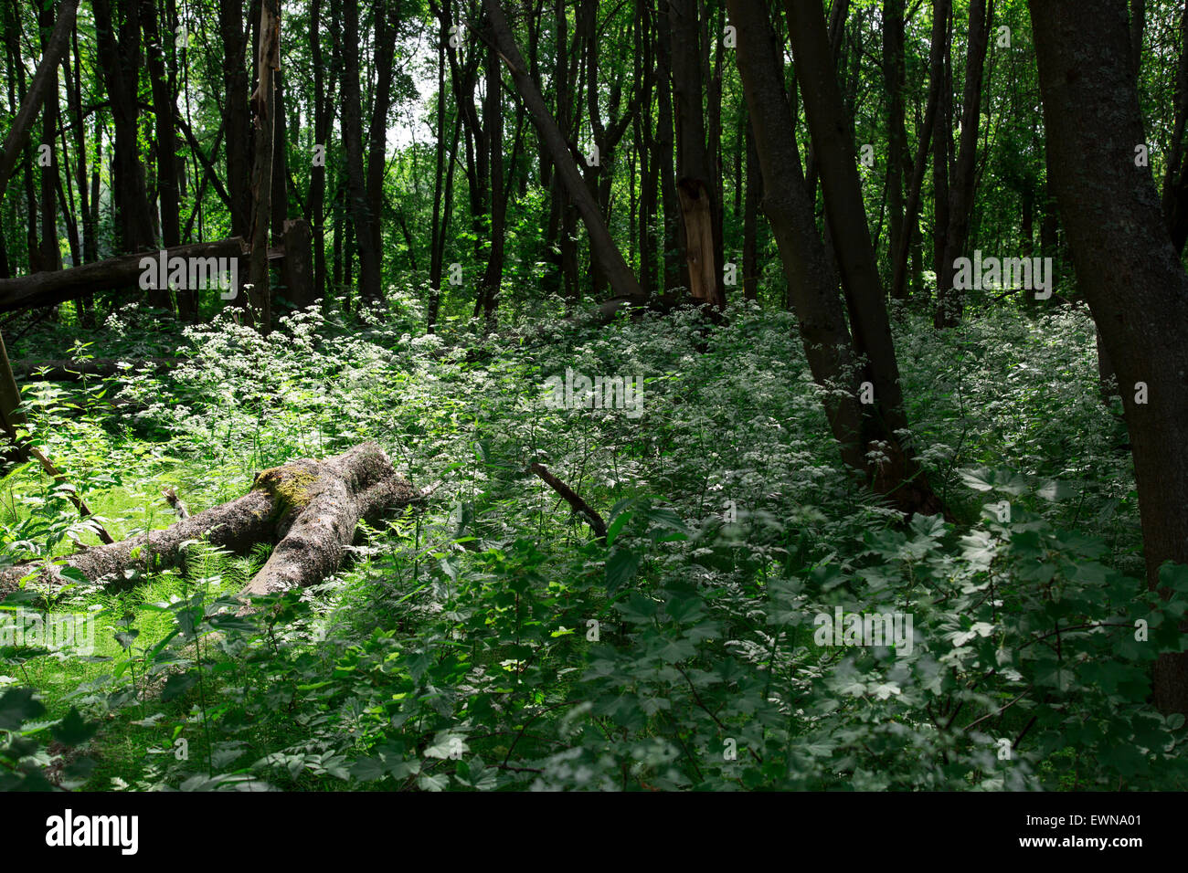 Dead Tree in Summer Forest Stock Photo - Alamy