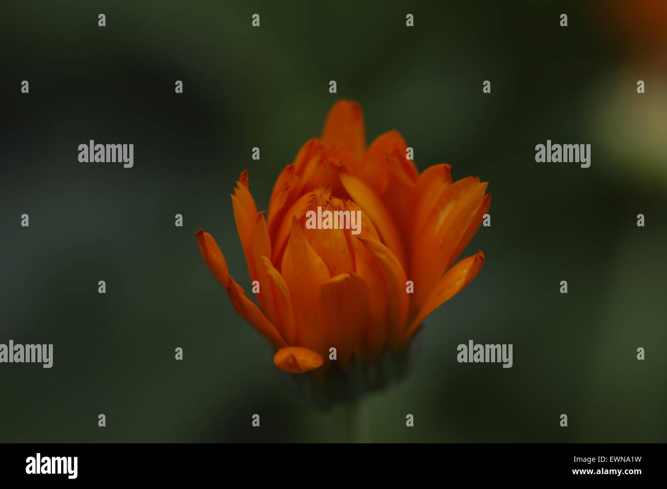 Marigold stem hi-res stock photography and images - Alamy