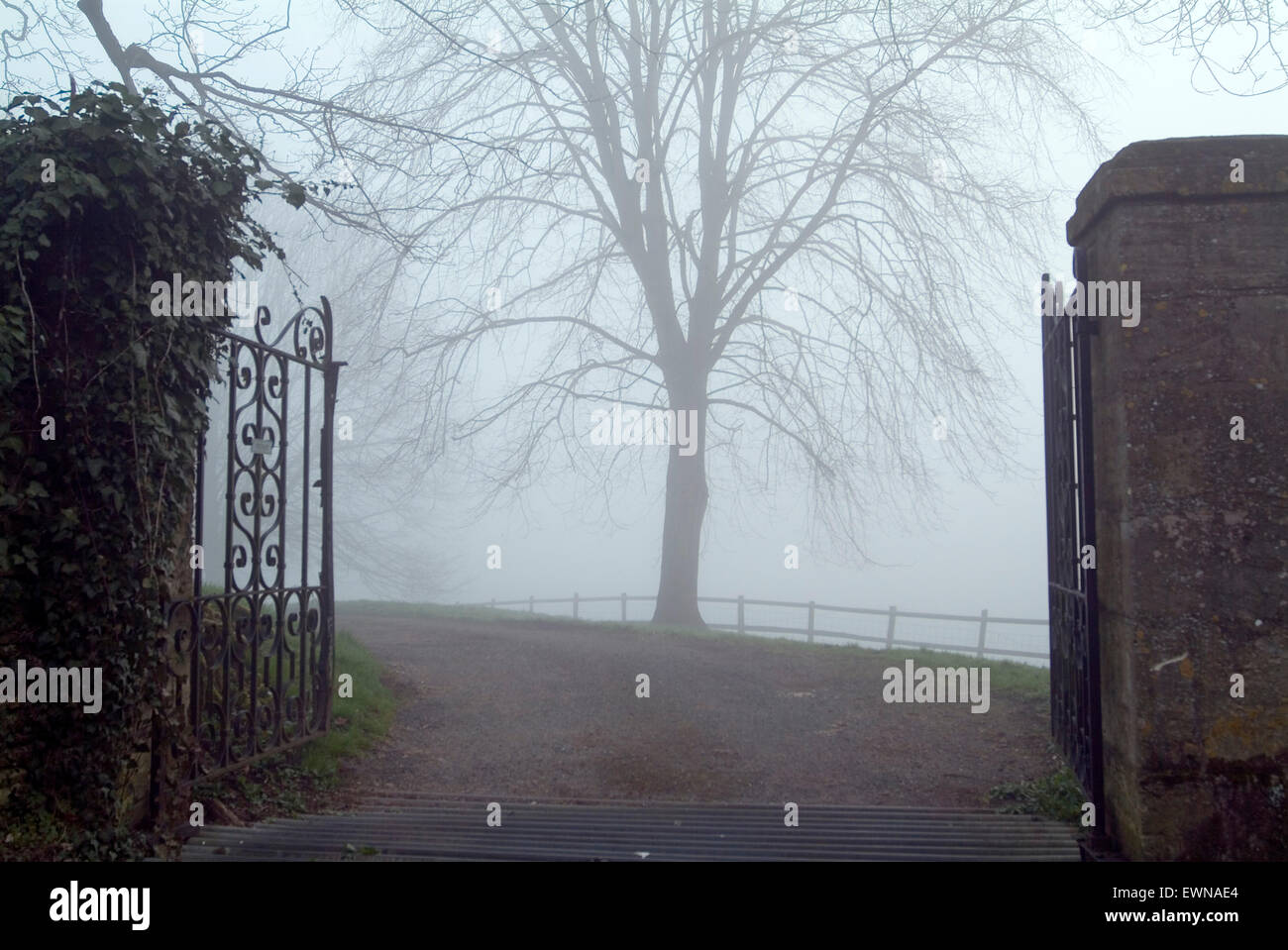 Gate fog tree bibury cotswolds england UK europe Stock Photo - Alamy