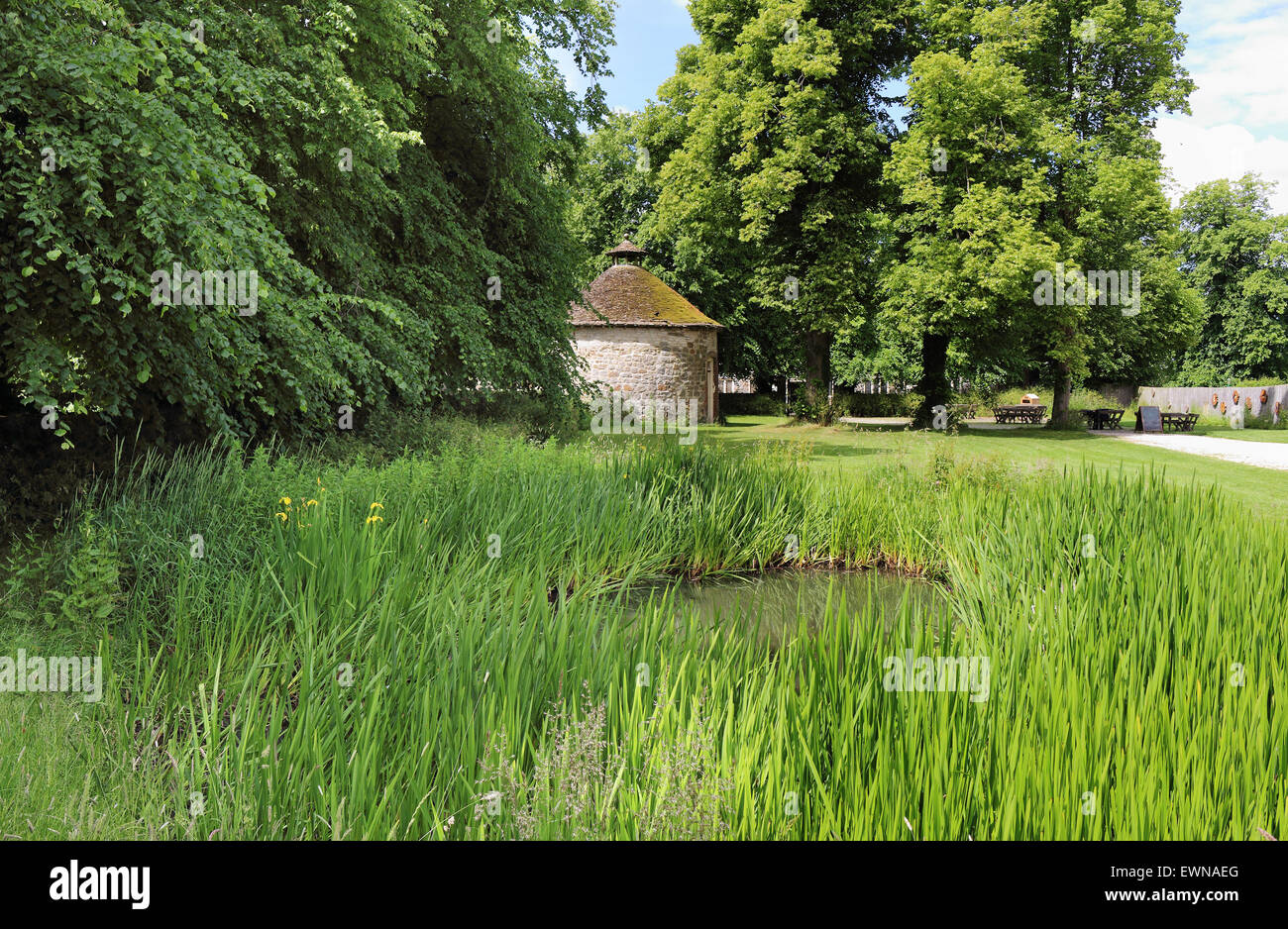 Water flora around a pond with old circular building in the background ...