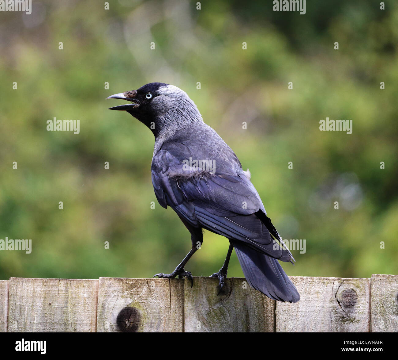 Jackdaw wing hi-res stock photography and images - Alamy