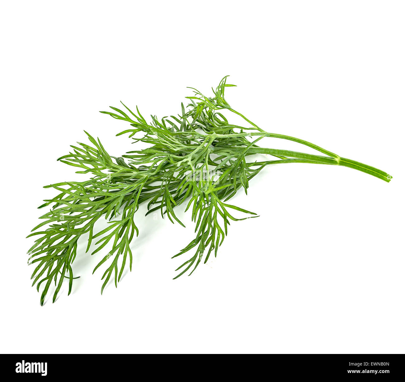 dill isolated on white background Stock Photo - Alamy