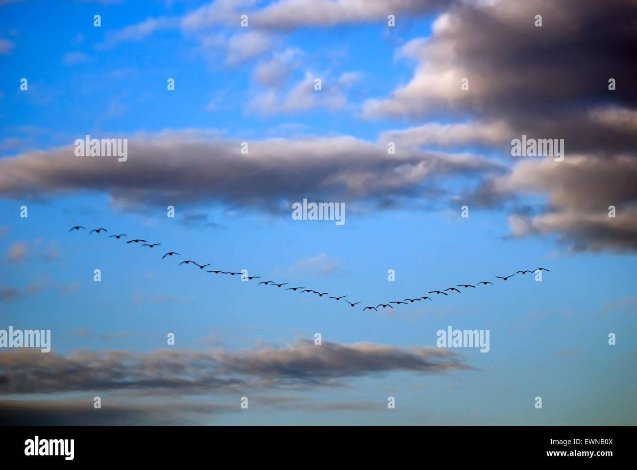 Graylag geese (Anser anser) flying in loose V formation Stock Photo - Alamy