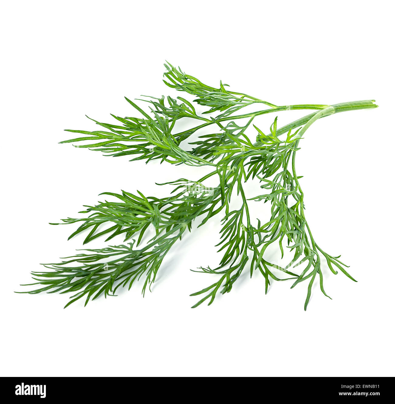 Branch dill isolated on Cut Out Stock Images & Pictures - Alamy