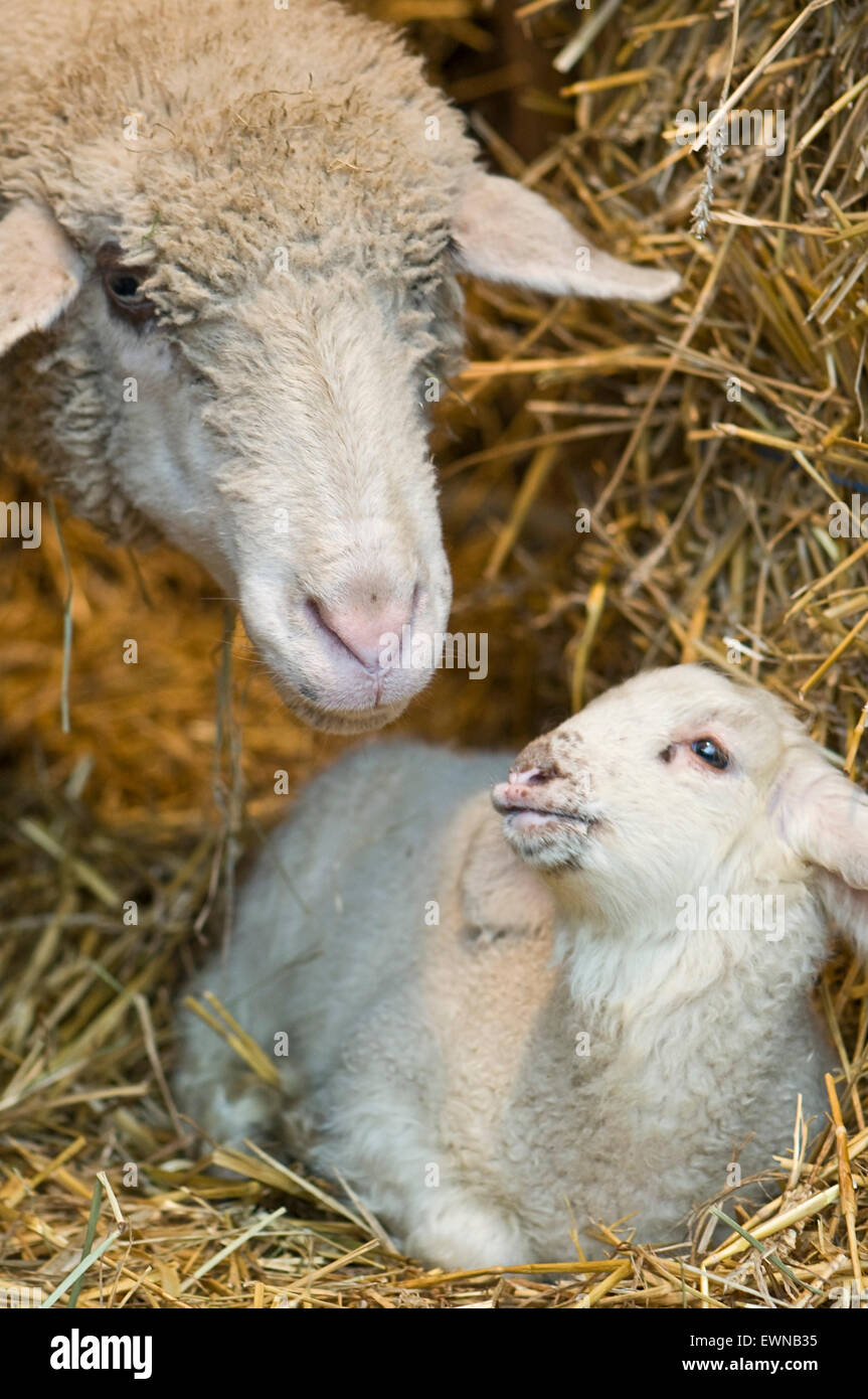 Straw lamb hi-res stock photography and images - Alamy