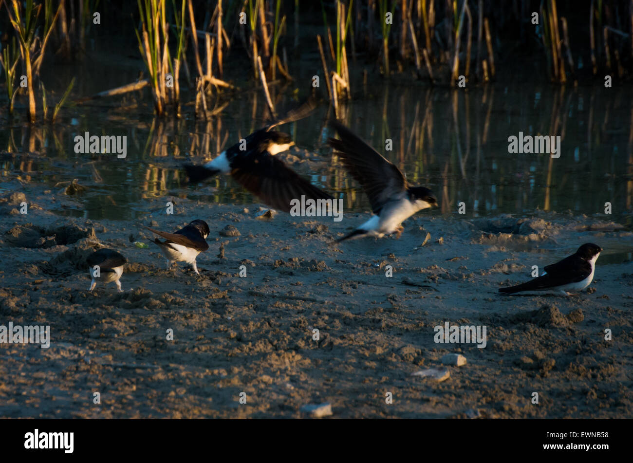 Black mud pools hi-res stock photography and images - Alamy