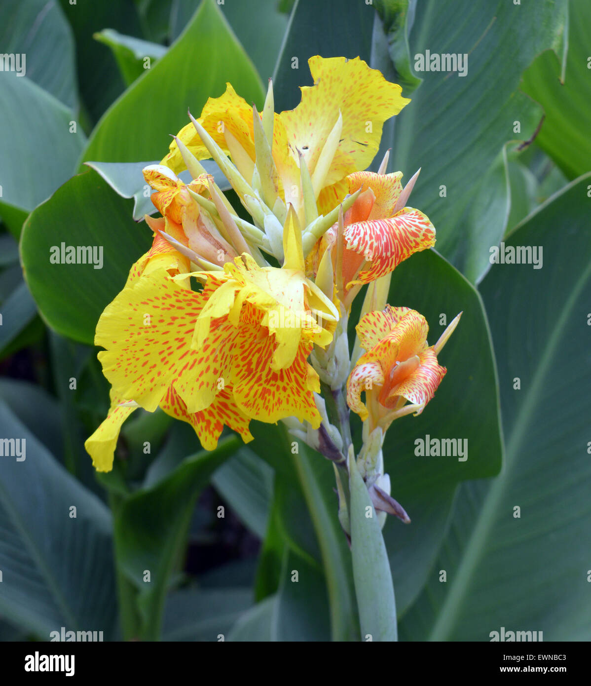 Canna indica flowering in Havana, Cuba Stock Photo - Alamy