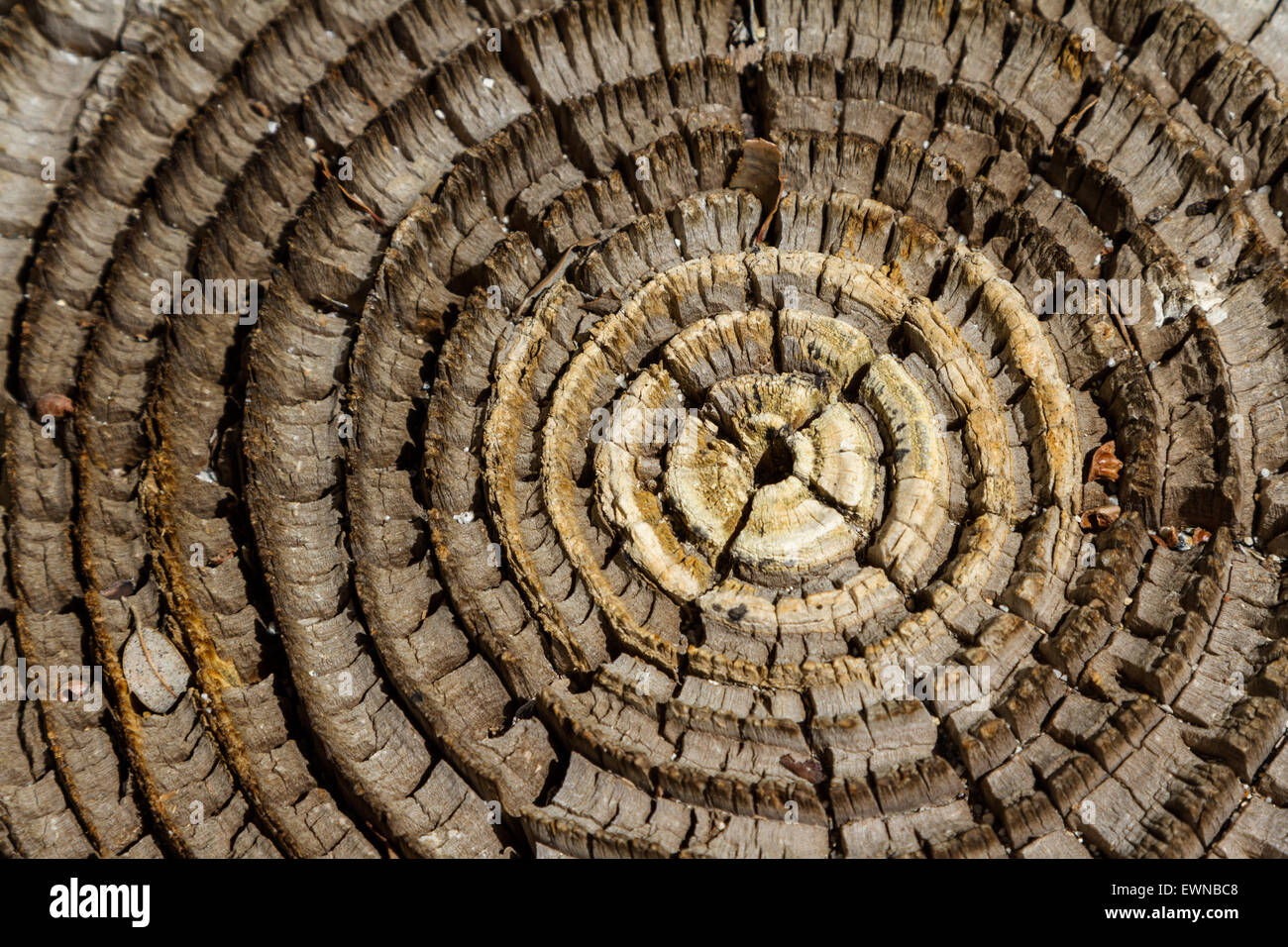 aging tree round with well defined rings for a texture or background ...