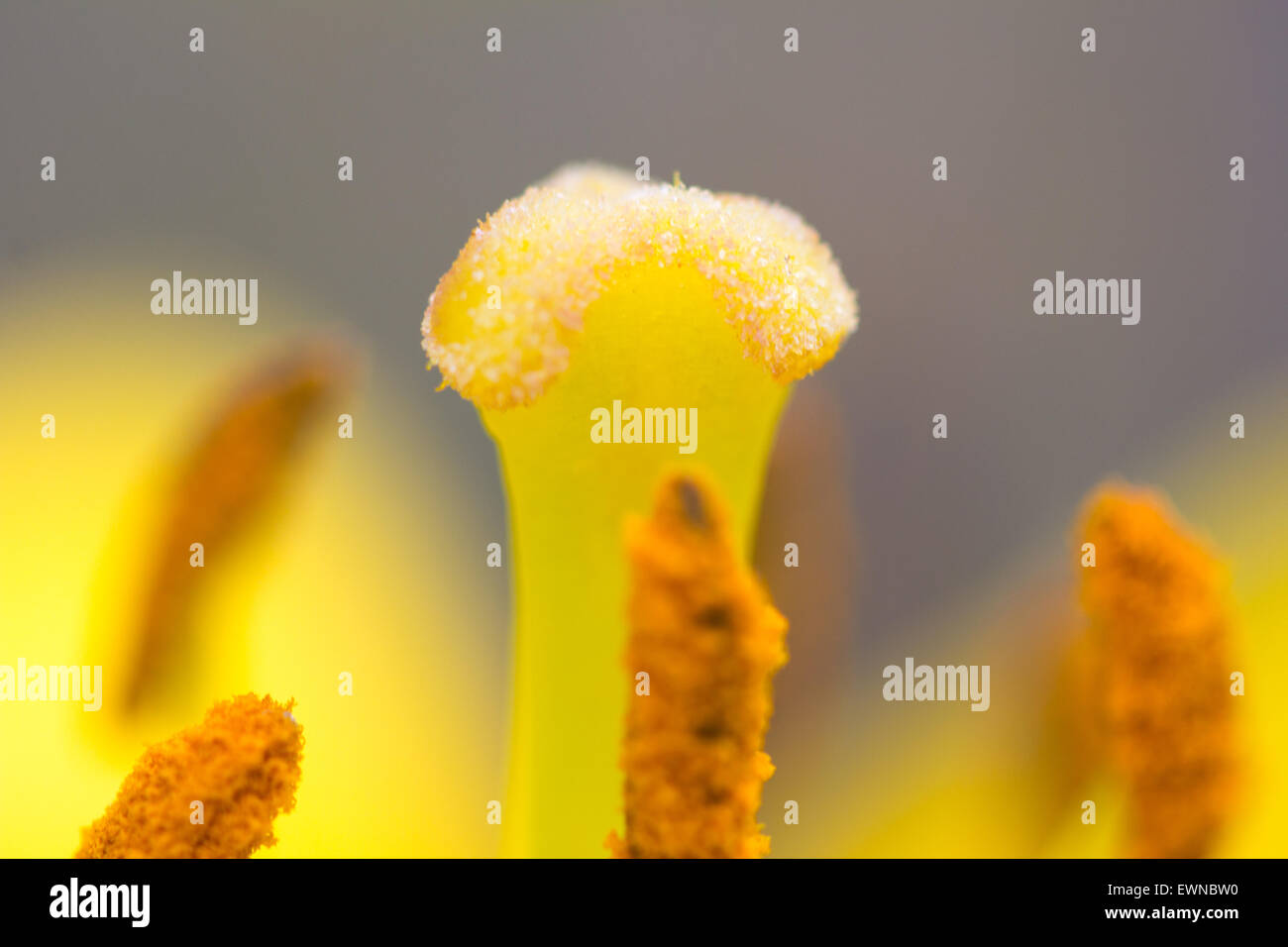 Macro photo of the inside, stigma & anther, of a yellow lily Stock ...