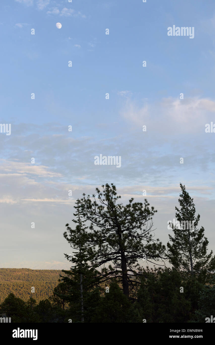 Kit Carson National Forest near Abiquiu Rio Arriba County New Mexico ...