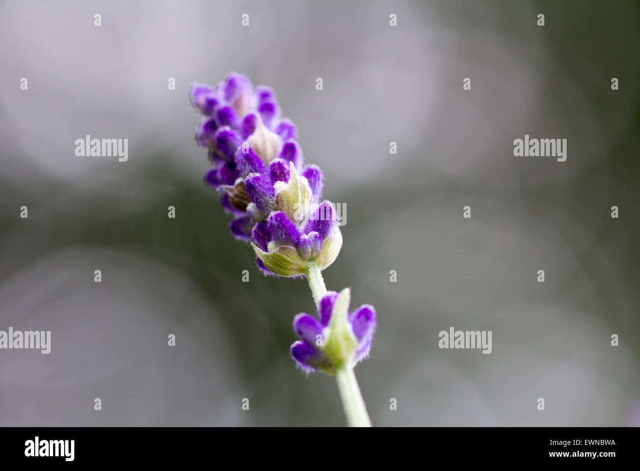 single lavender flower macro in natural light with blobs of out round ...