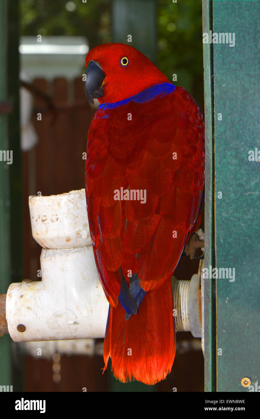 Eclectus polychloros hi-res stock photography and images - Alamy