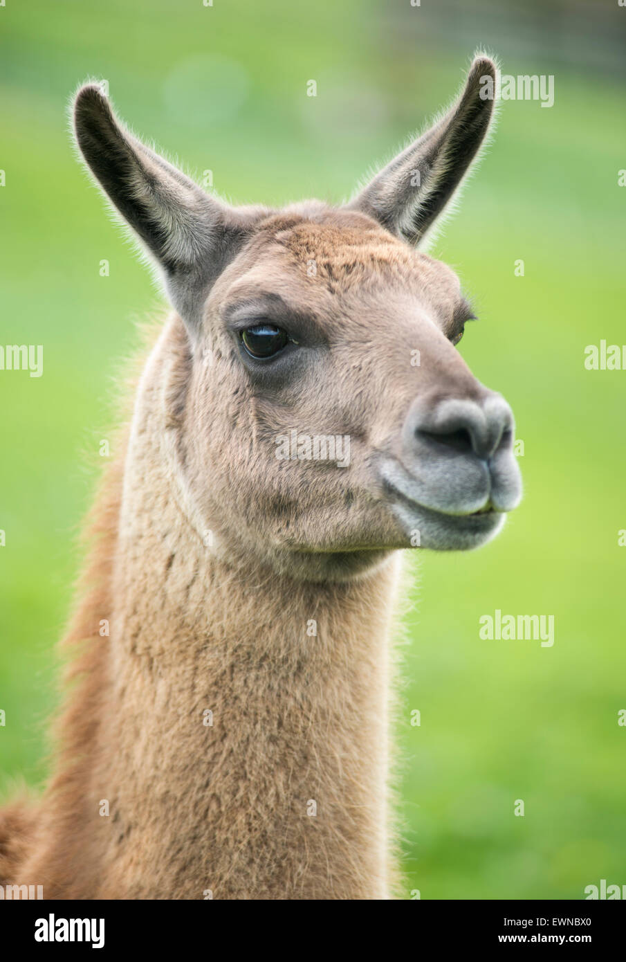 Profile llama animal head hi-res stock photography and images - Alamy