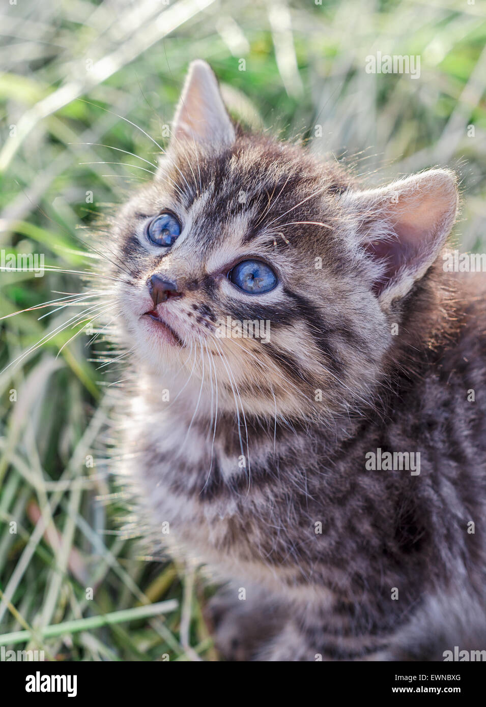 Cute gray kitten in the green grass Stock Photo - Alamy
