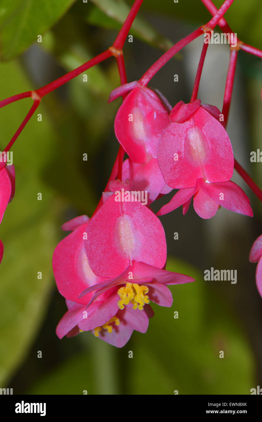 Begonia hi-res stock photography and images - Alamy