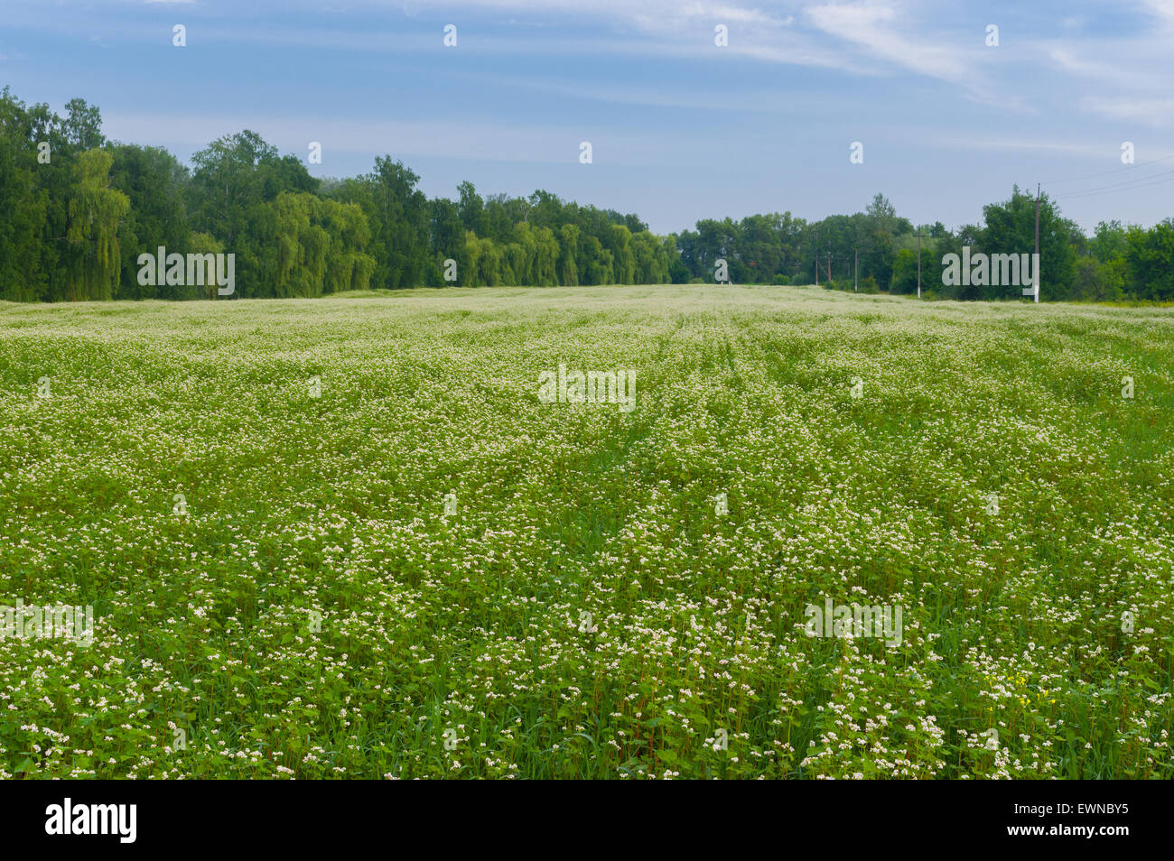 Field with blossoming buckwheat in central Ukraine Stock Photo - Alamy