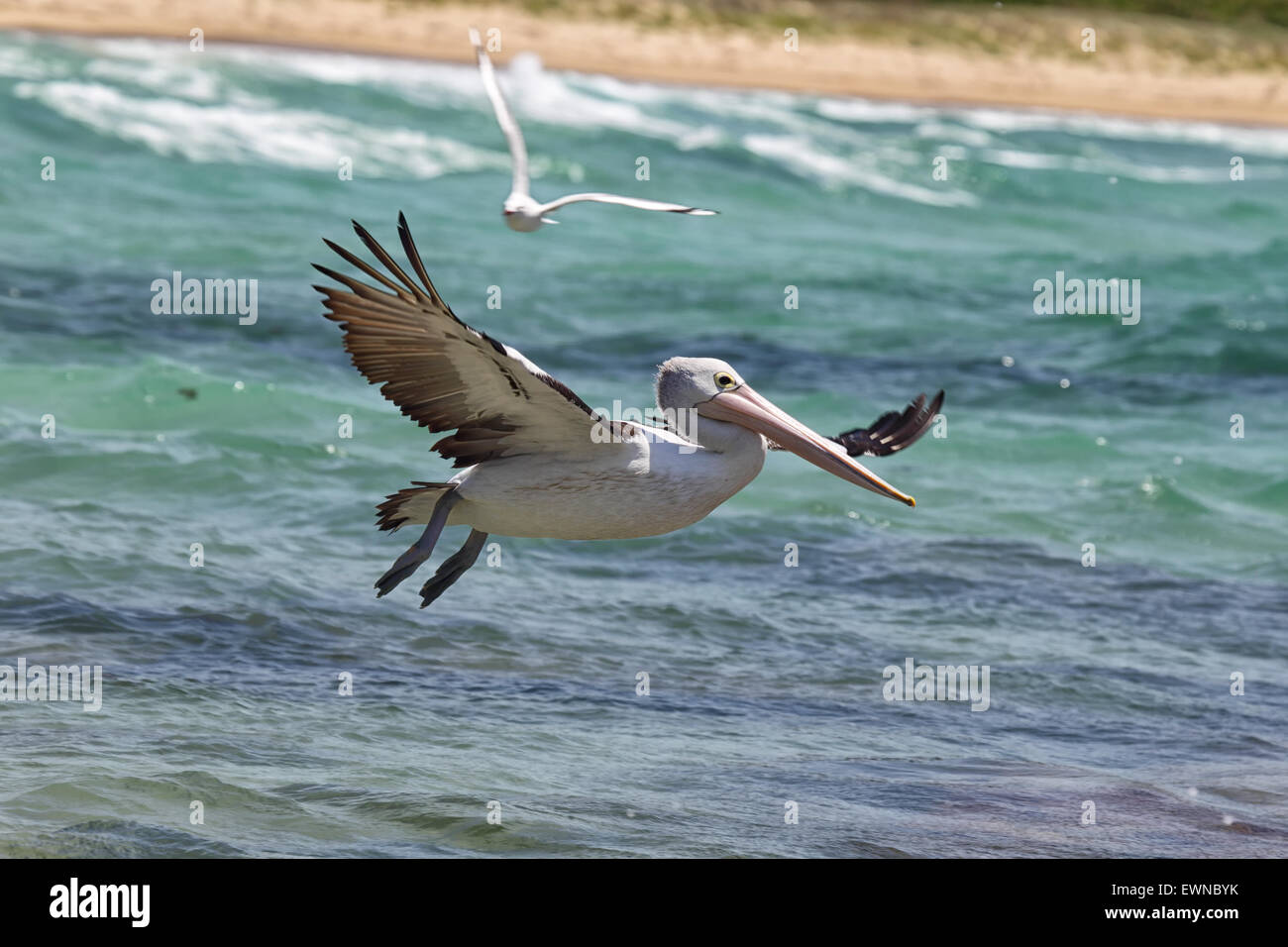 Australian Pelican (Pelecanus conspicillatus) flying over the sea at ...