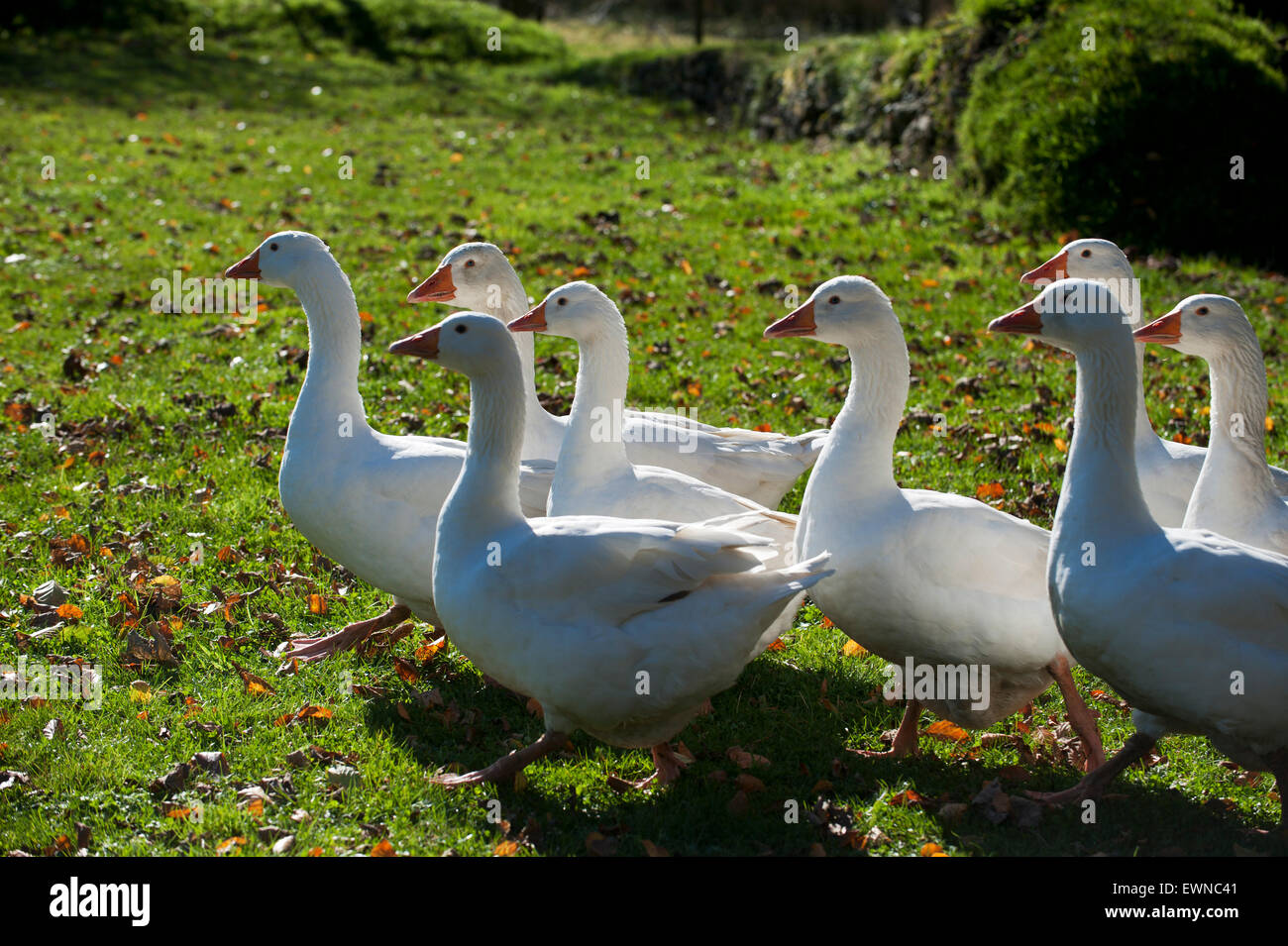 Geese (Anser anser domestica) Devon England Europe Stock Photo - Alamy