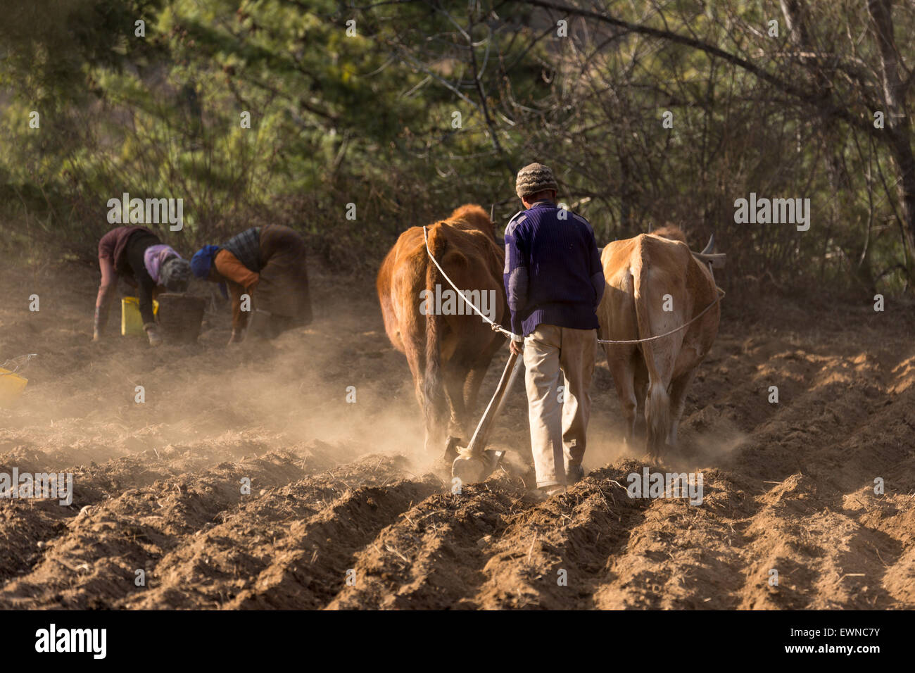 Man plowing field hi-res stock photography and images - Alamy