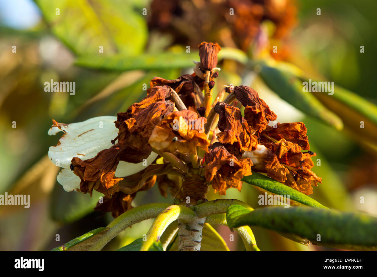 Damage to spring flowers hi-res stock photography and images - Alamy