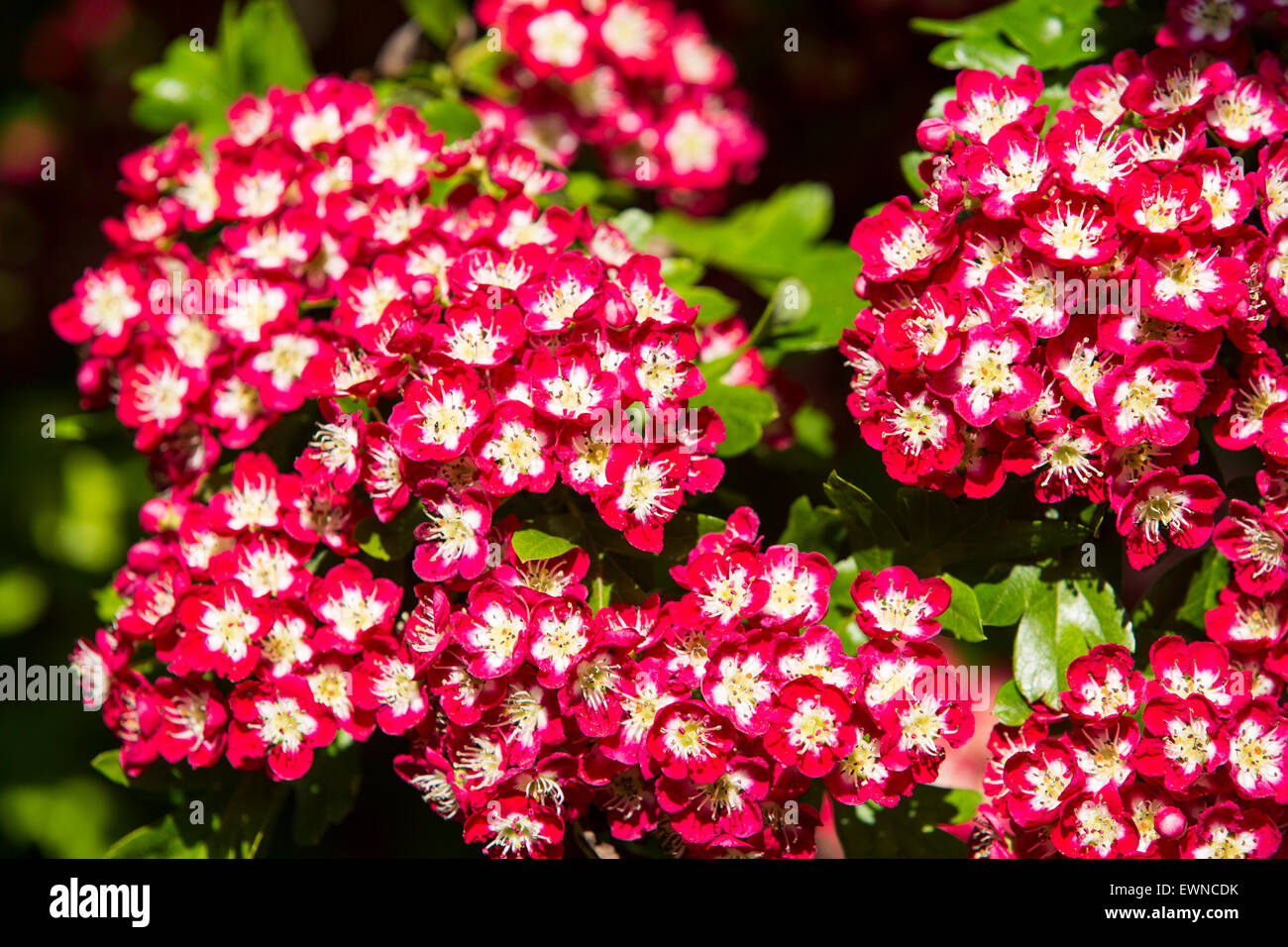 Crataegus laevigata hi-res stock photography and images - Alamy