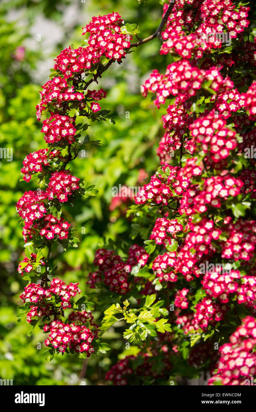 A Midland Hawthorn tree, Crataegus laevigata in blossom, Ambleside, UK ...