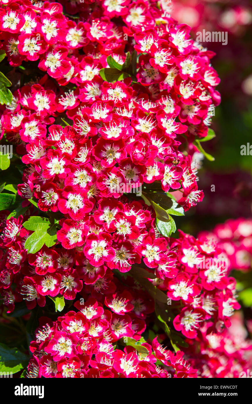 Midland Hawthorn Tree Stock Photos & Midland Hawthorn Tree Stock Images ...