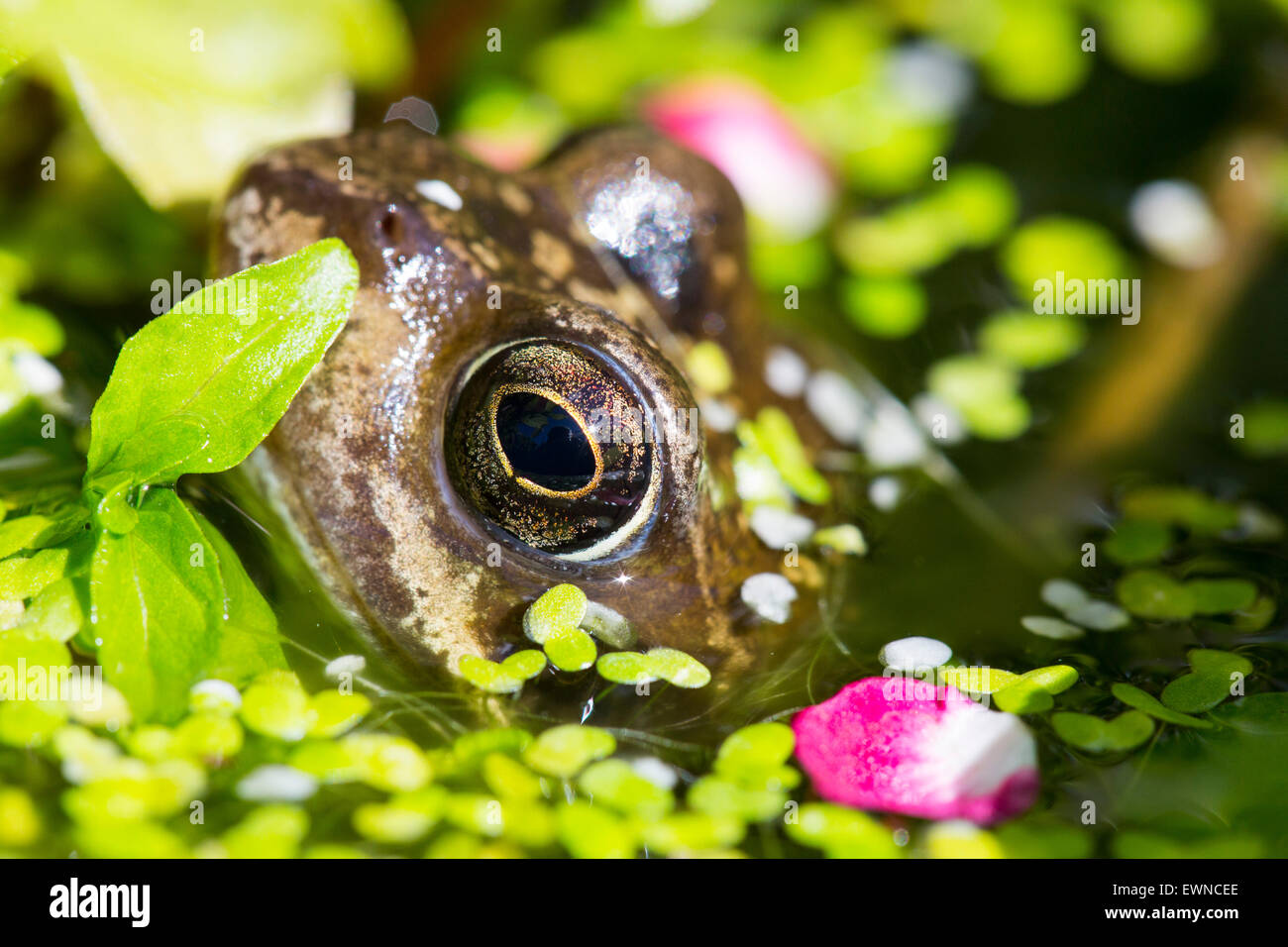 Frog Weed Pond High Resolution Stock Photography and Images - Alamy