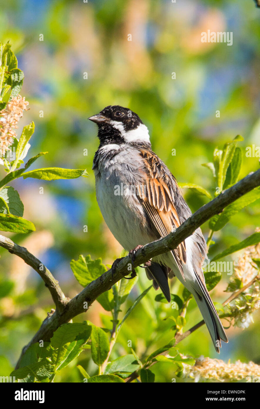 A male Reed Bunting (Emberiza schoeniclus) on a song perch in Ambleside ...