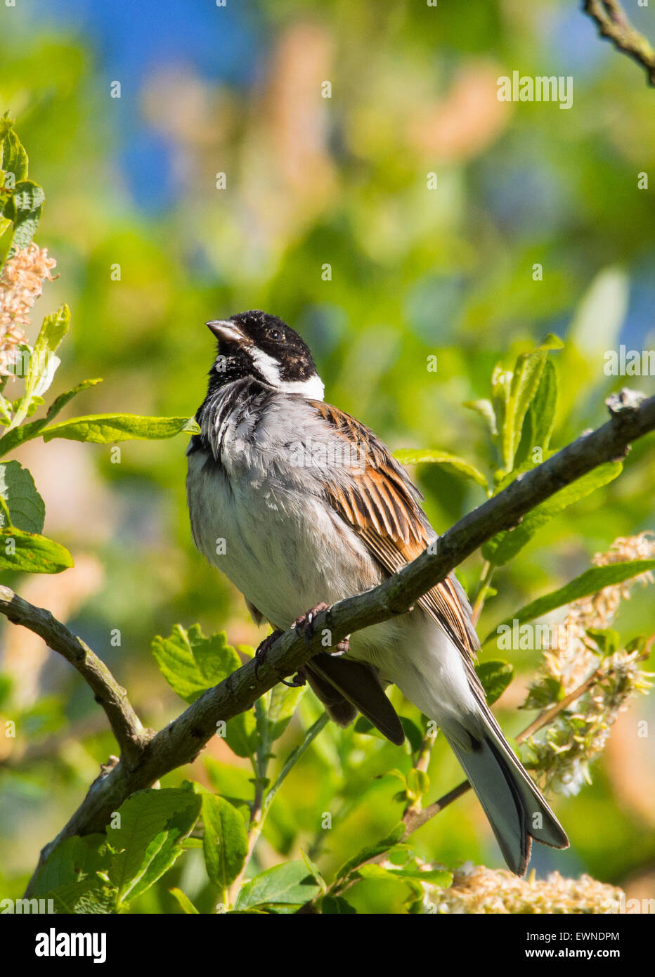 A male Reed Bunting (Emberiza schoeniclus) on a song perch in Ambleside ...