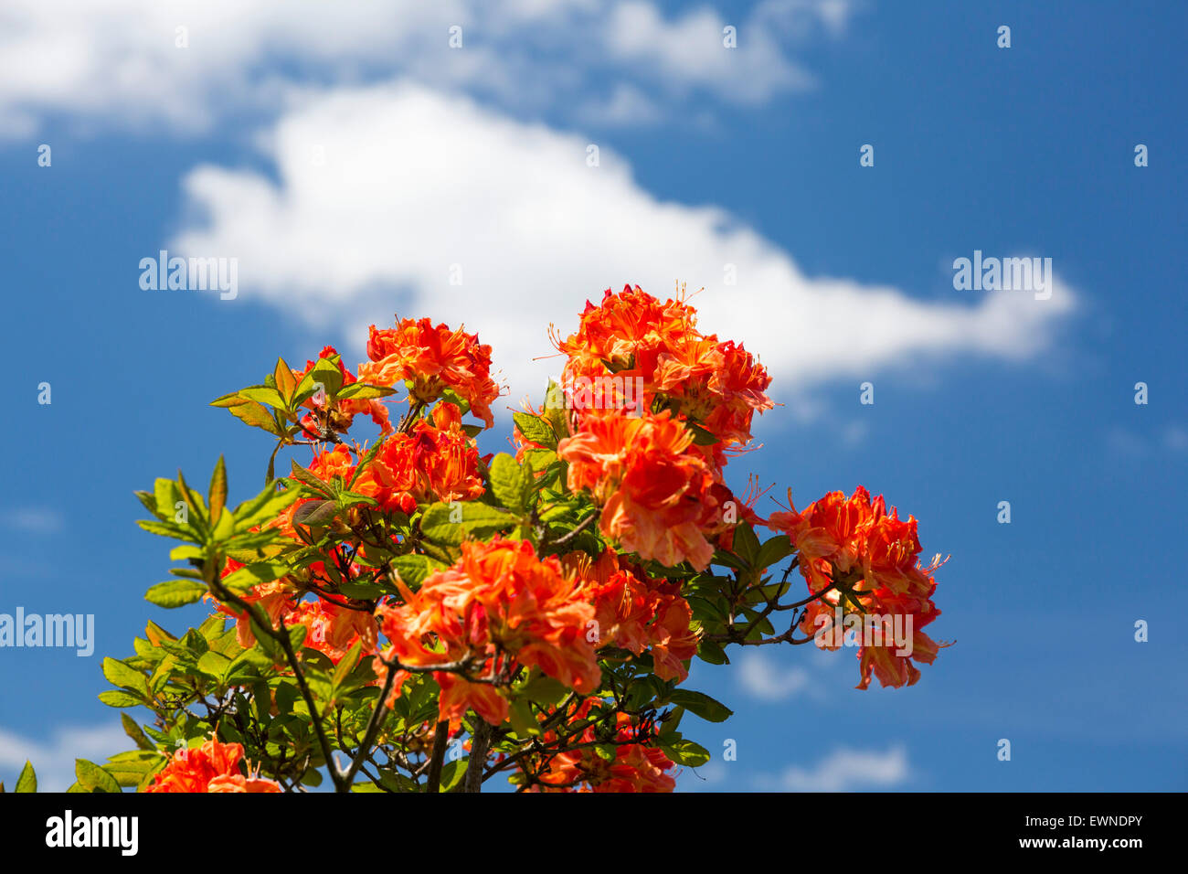 Orange Azalea flowers Stock Photo - Alamy