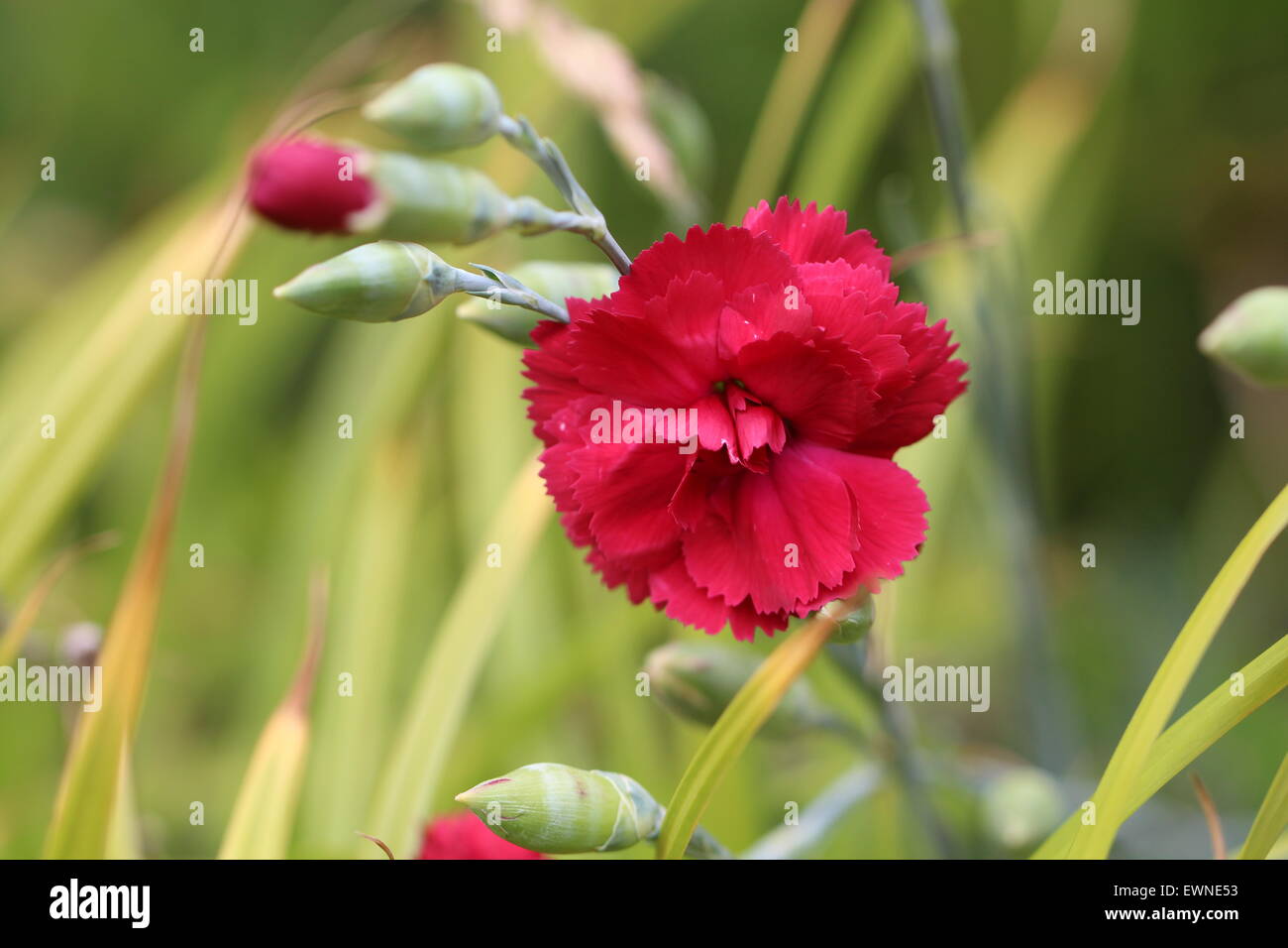 Single red flower close-up with buds and other greenery in background ...