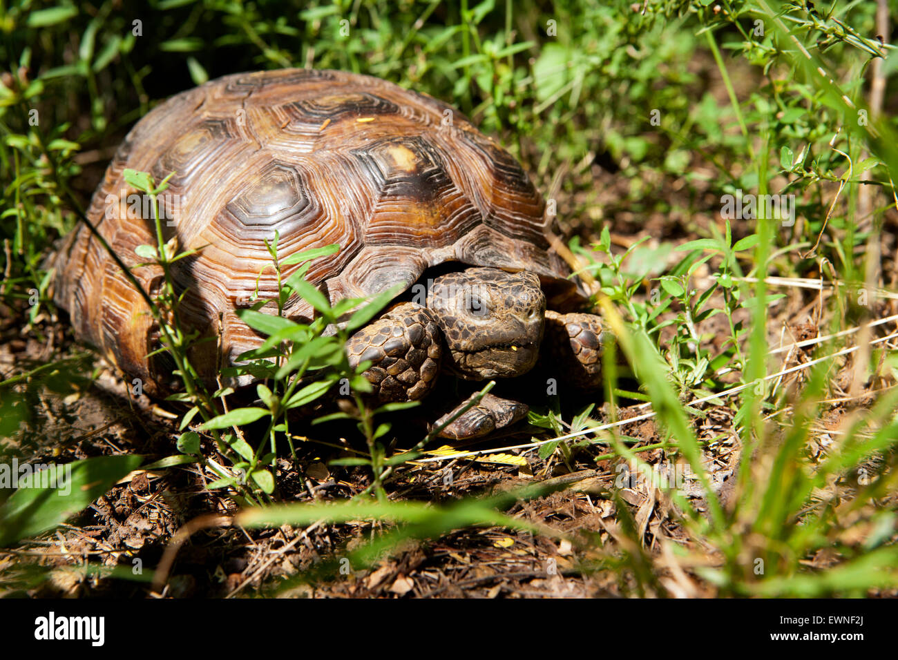 Texas Tortoise (Gopherus berlandieri) - Camp Lula Sams - Brownsville ...