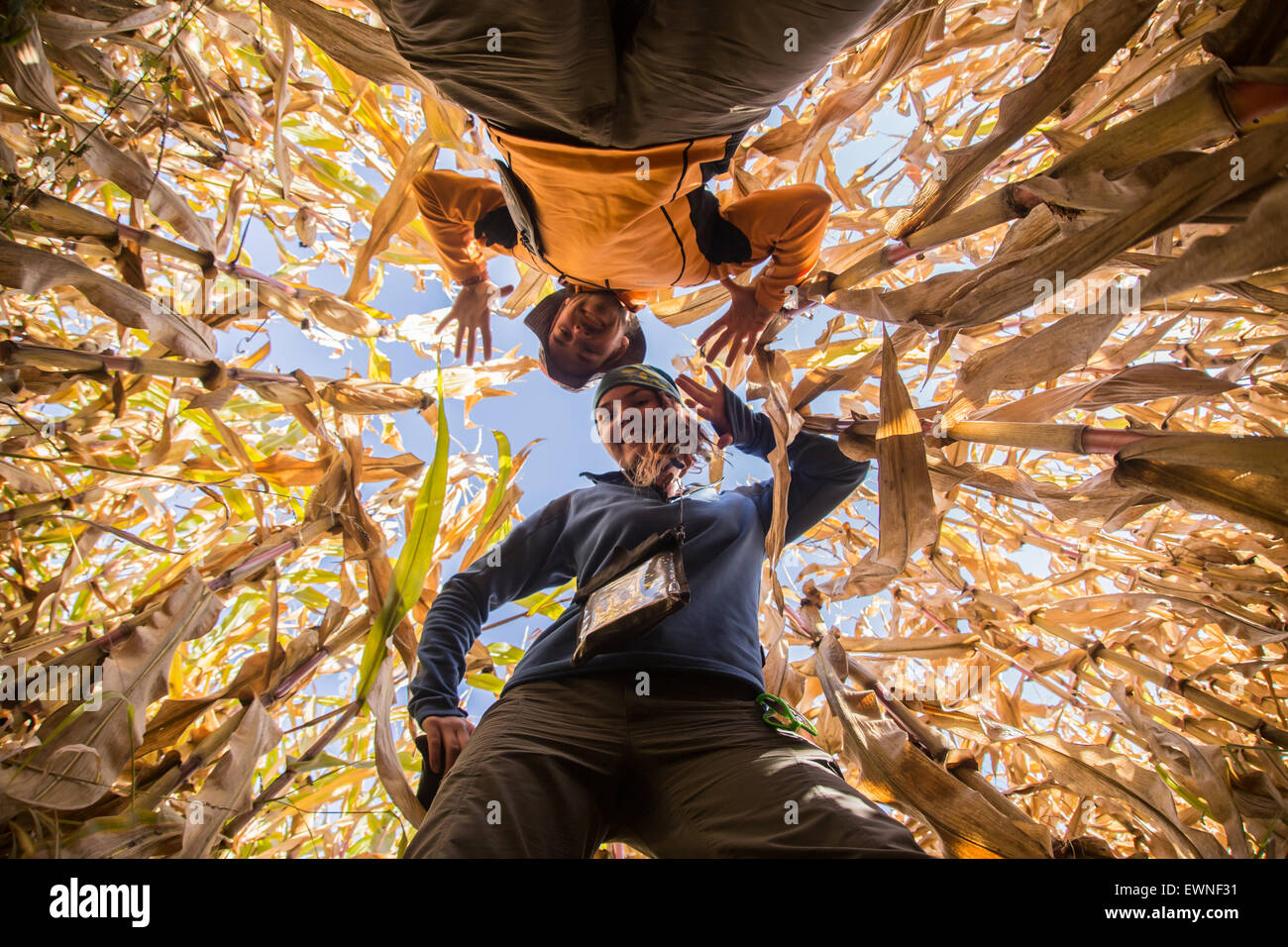 People in a cornfield Stock Photo - Alamy