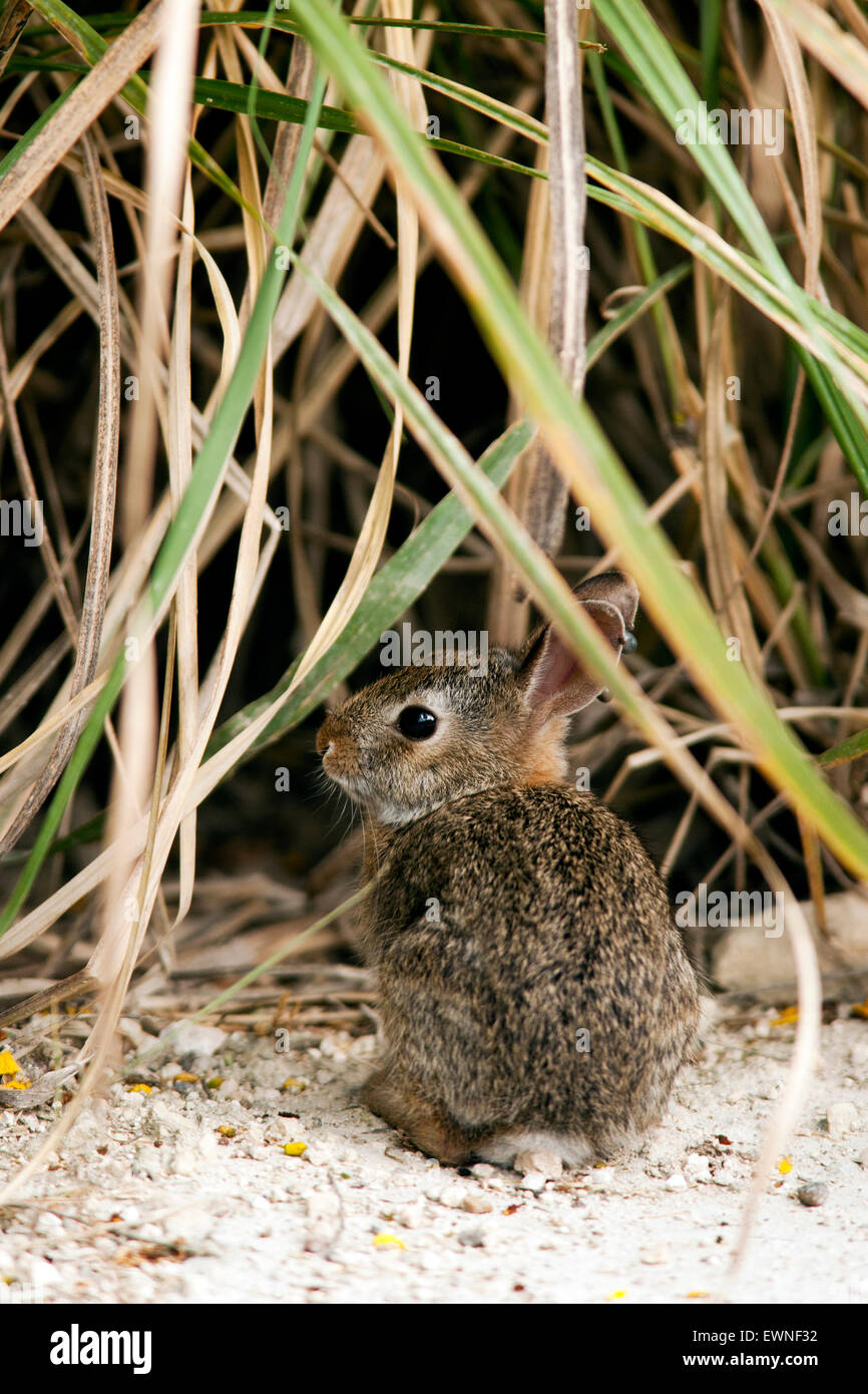 Eastern Cottontail (Sylvilagus floridanus) - Camp Lula Sams ...