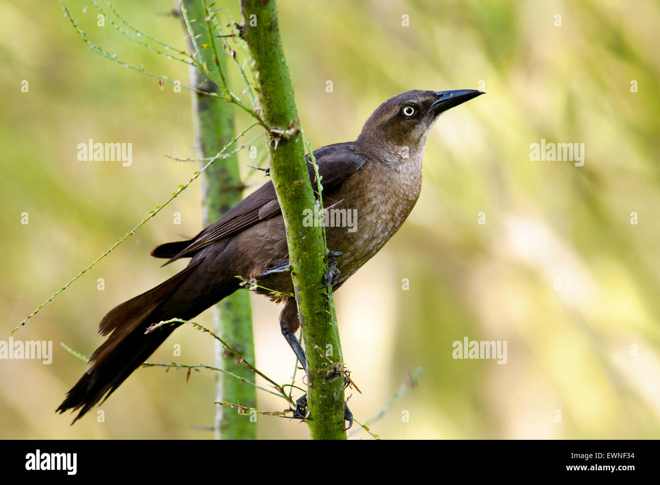 Female Great Tailed Grackle High Resolution Stock Photography and ...