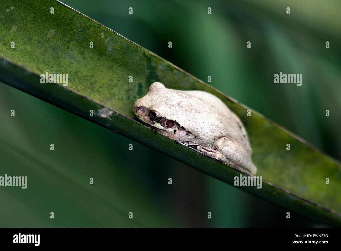 Common Mexican Tree Frog (Smilisca baudinii) - Camp Lula Sams ...