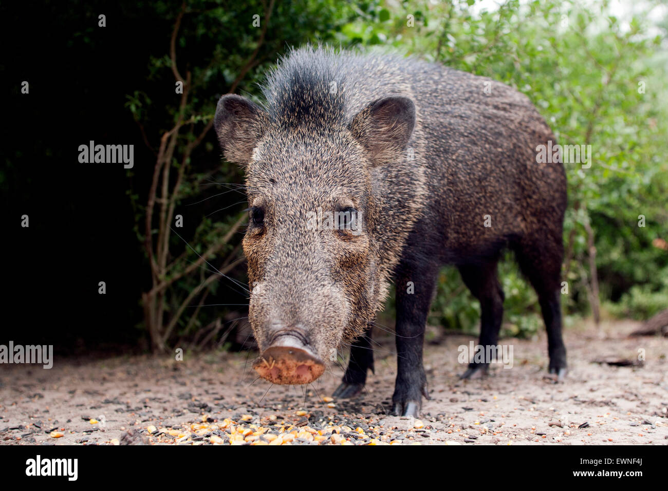 Javelina hi-res stock photography and images - Alamy