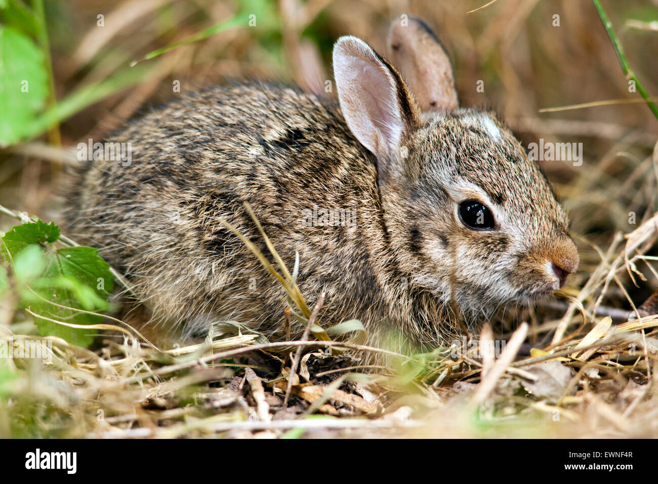 Eastern Cottontail (Sylvilagus floridanus) - Camp Lula Sams ...