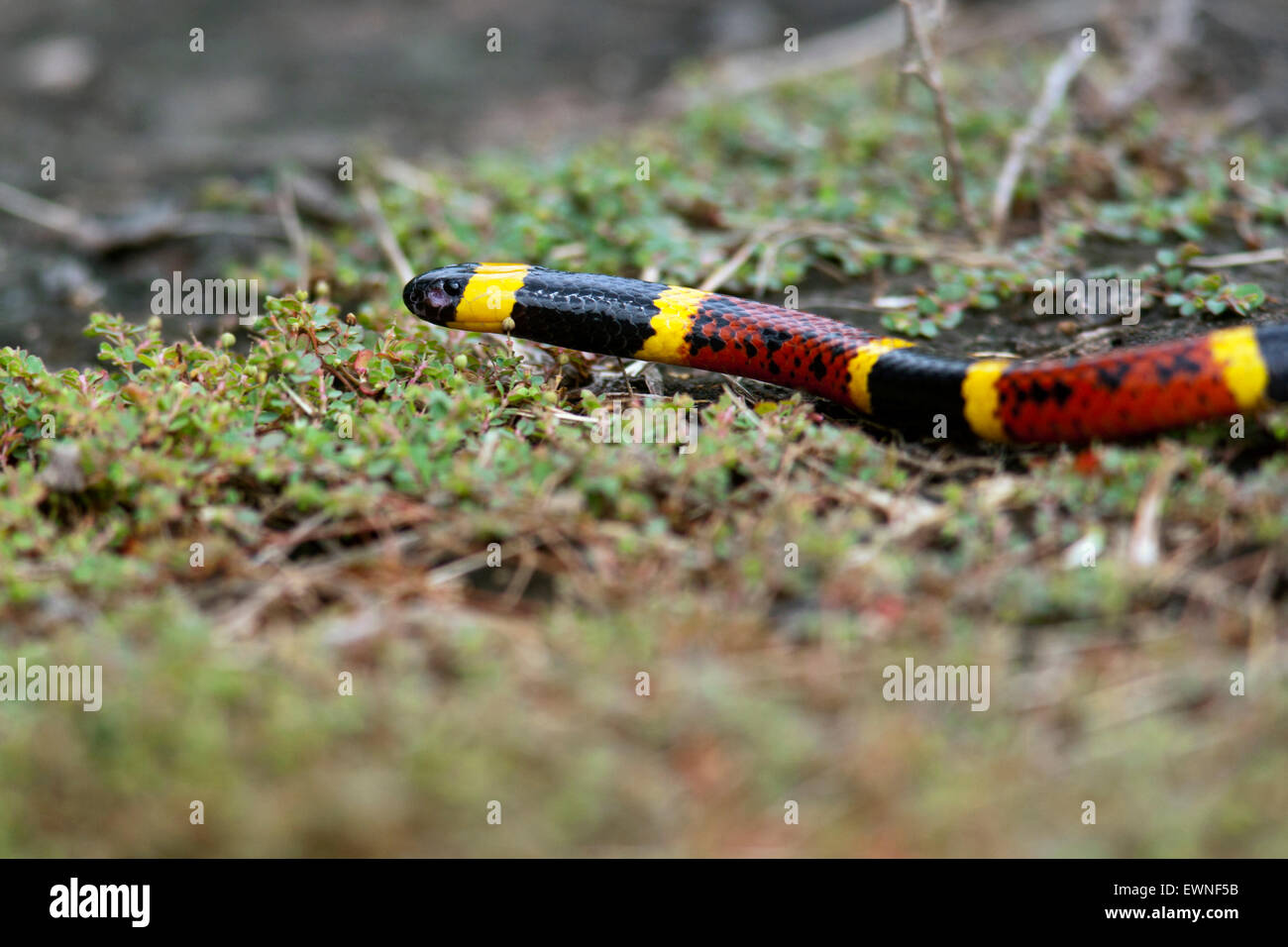Coral snake hi-res stock photography and images - Alamy
