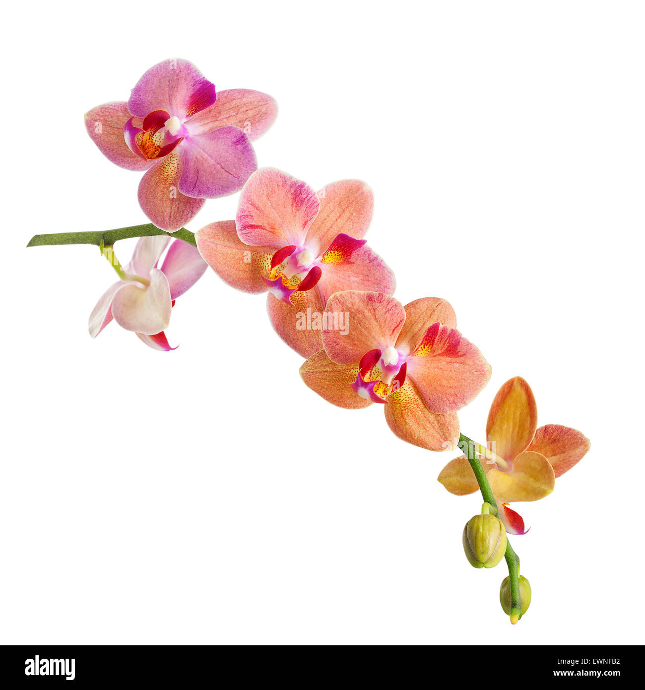 White orchid branch hi-res stock photography and images - Alamy