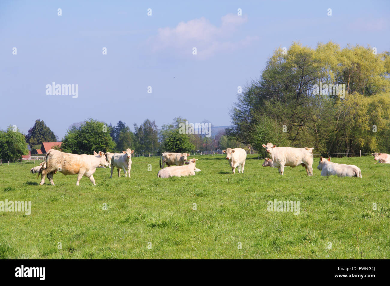 White purebred Normandy cows on summer pasture Stock Photo - Alamy