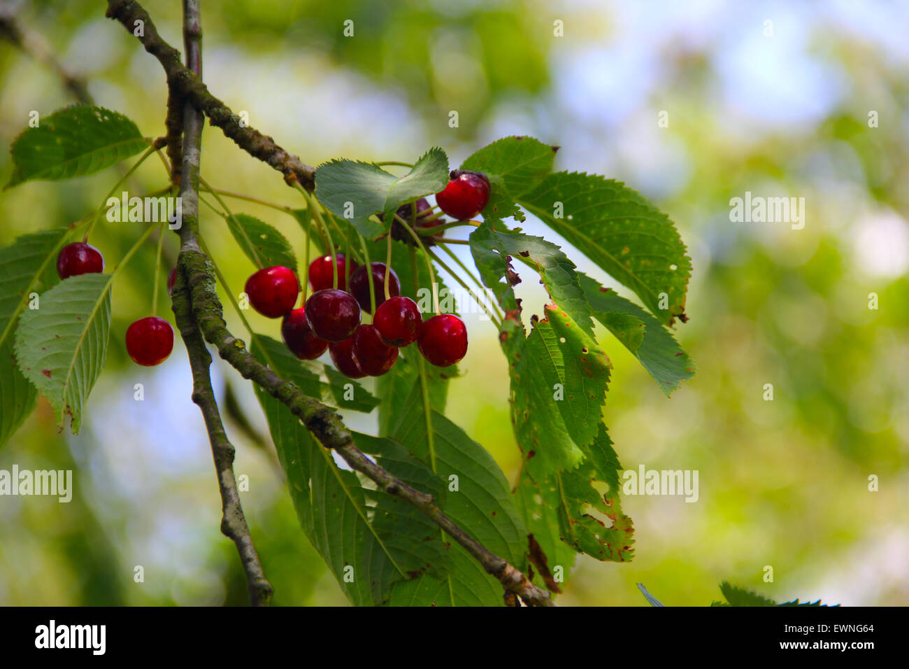 Small cherry tree fruit hi-res stock photography and images - Alamy