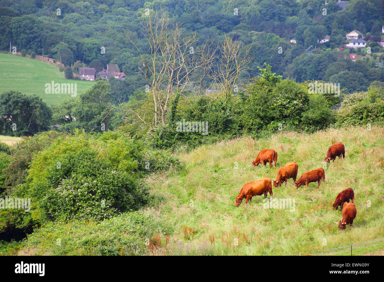 Cattle dairy herd normandy france hi-res stock photography and images ...