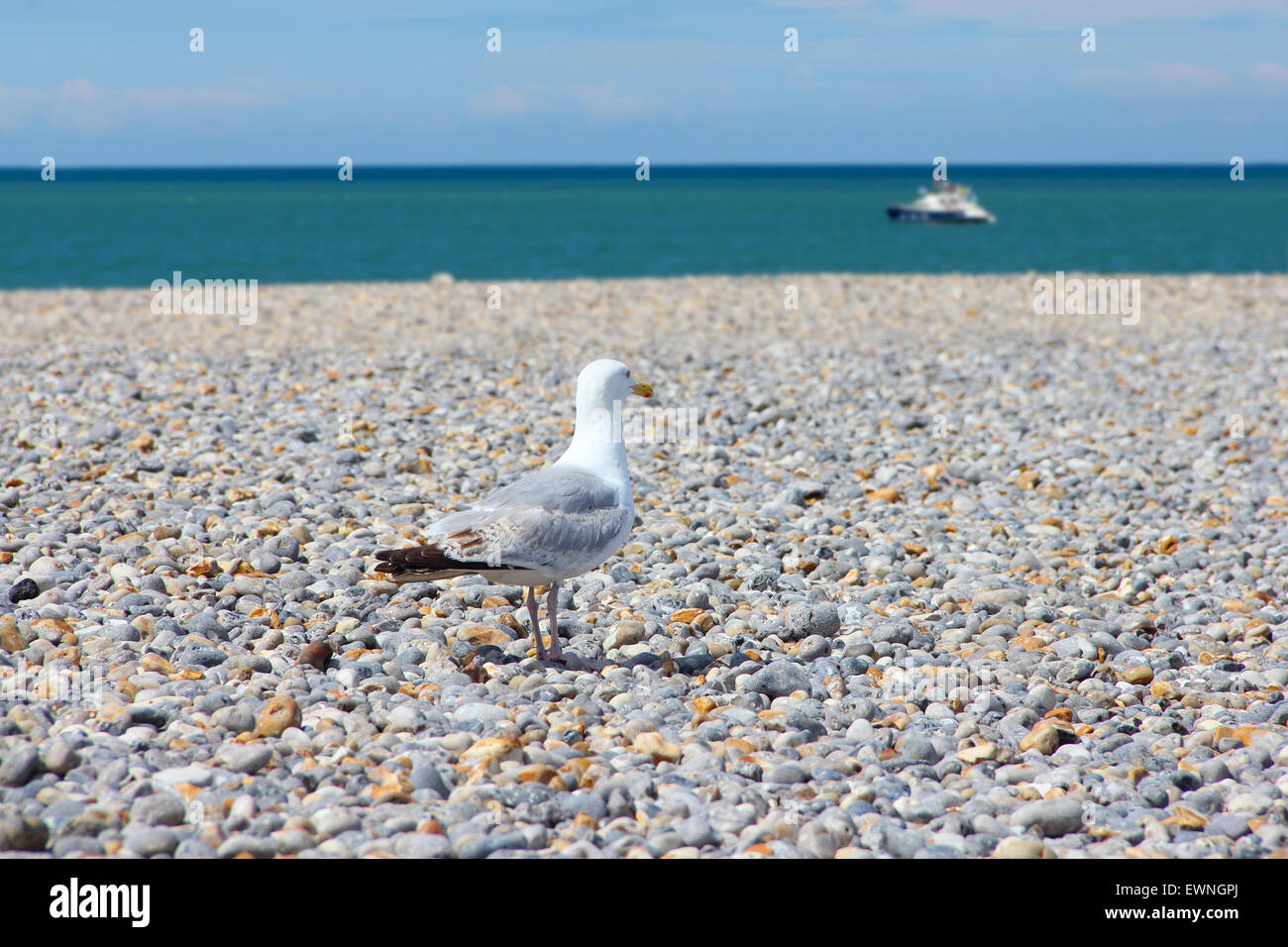 Seagulls flying over pebble beach in Normandy, France Stock Photo - Alamy
