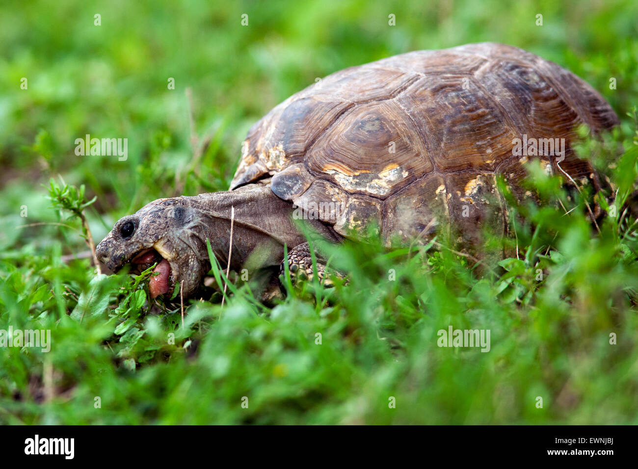 Texas Tortoise (Gopherus berlandieri) - Camp Lula Sams - Brownsville ...