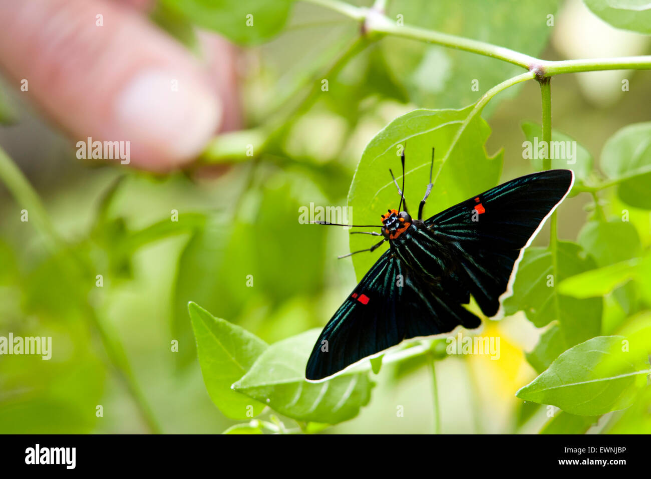 Guava Skipper (Phocides polybius) - Camp Lula Sams - Brownsville, Texas ...
