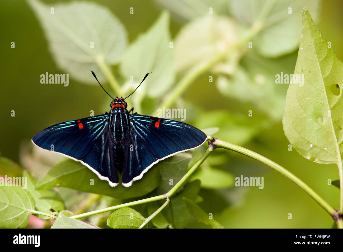 Guava Skipper (Phocides polybius) - Camp Lula Sams - Brownsville, Texas ...